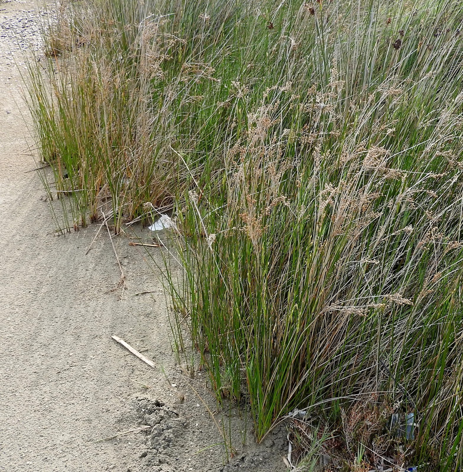 Η Χλωρίδα του Πόρτο Ράφτη (Μαρκόπουλο Μεσογαίας): Juncus maritimus Lam.