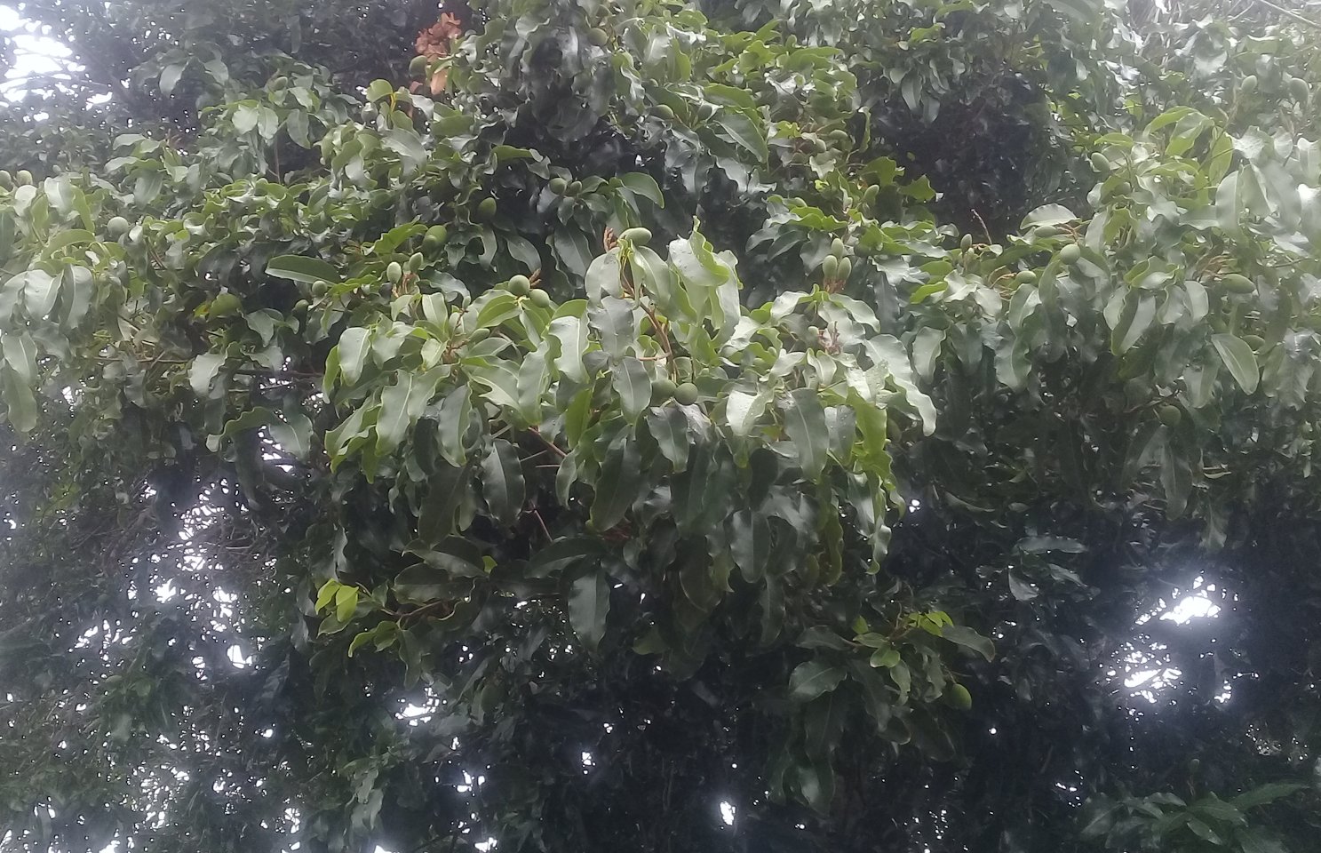 Guayana: Eje Sur Upata Santa Elena de Uairén: La Sarrapia árbol ...
