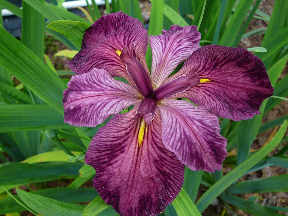 World of Irises: Diversity of Color in Louisiana Irises - Red Irises