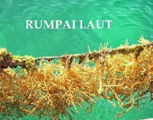 Anim Agro Technology: RUMPAI LAUT - MEMBANGUNKAN ESTET
