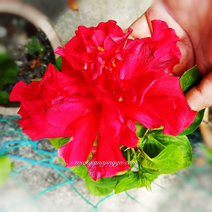 Koleksi bunga raya di laman AJ