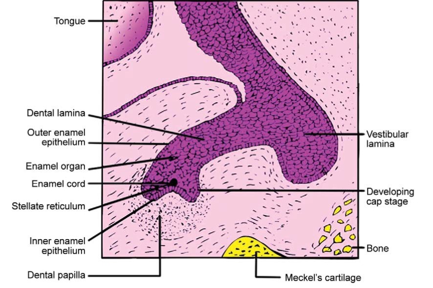 Understand Development of Tooth Stages With Diagrams and Charts