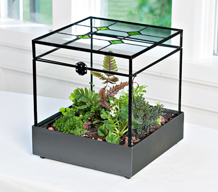 The Fern and Mossery: Square Terrarium