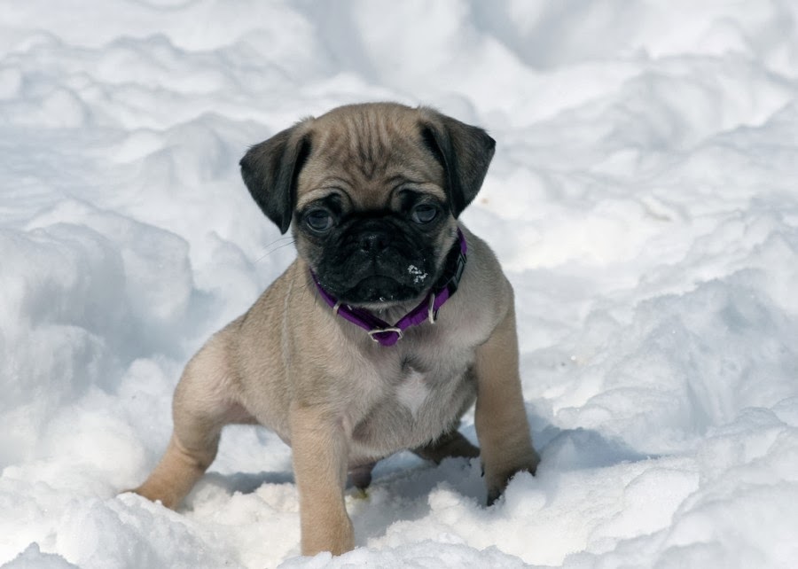 The 24 Cutest Pugs Chilling Out in Snow - Best Photography, Art ...