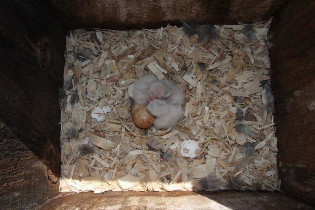 Beaver Creek Connection: Unique Nest Box Discovery
