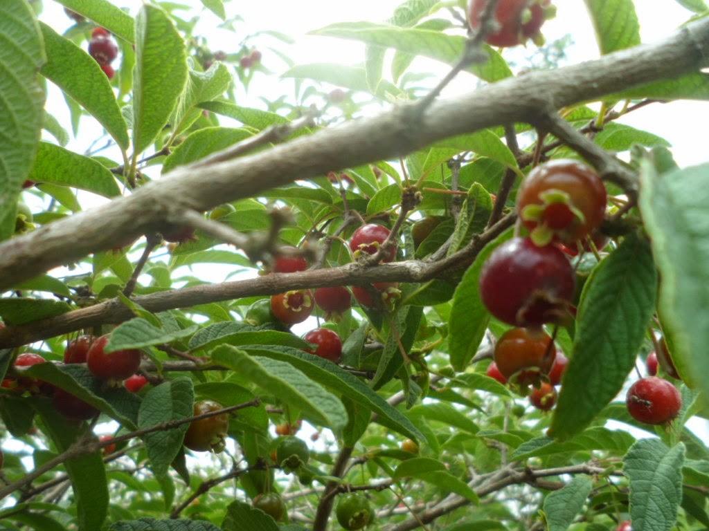 BLOG DO HERMES LEITE: Aracatu: Gabiraba produziu bastante este ano