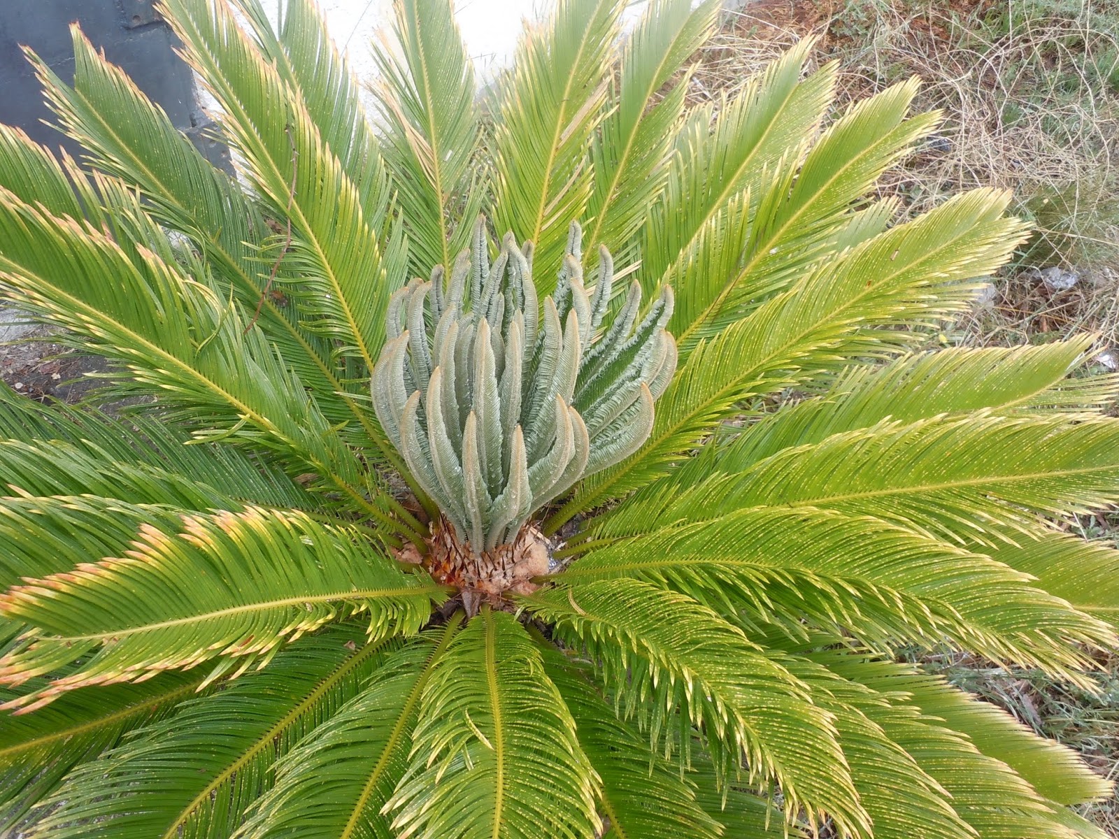 flores y leyendas: La Cica