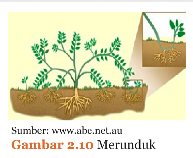 Blog Belajar IPA SMP: Perkembangbiakan Vegetatif Buatan pada Tumbuhan ...