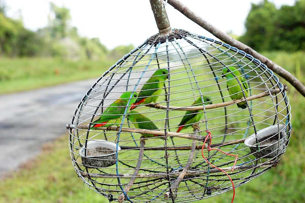 Birdwatching In Miri, Sarawak: Birding in Rasau