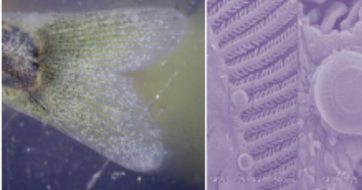 Penyakit Protozoa : Trichodina sp - Lalaukan