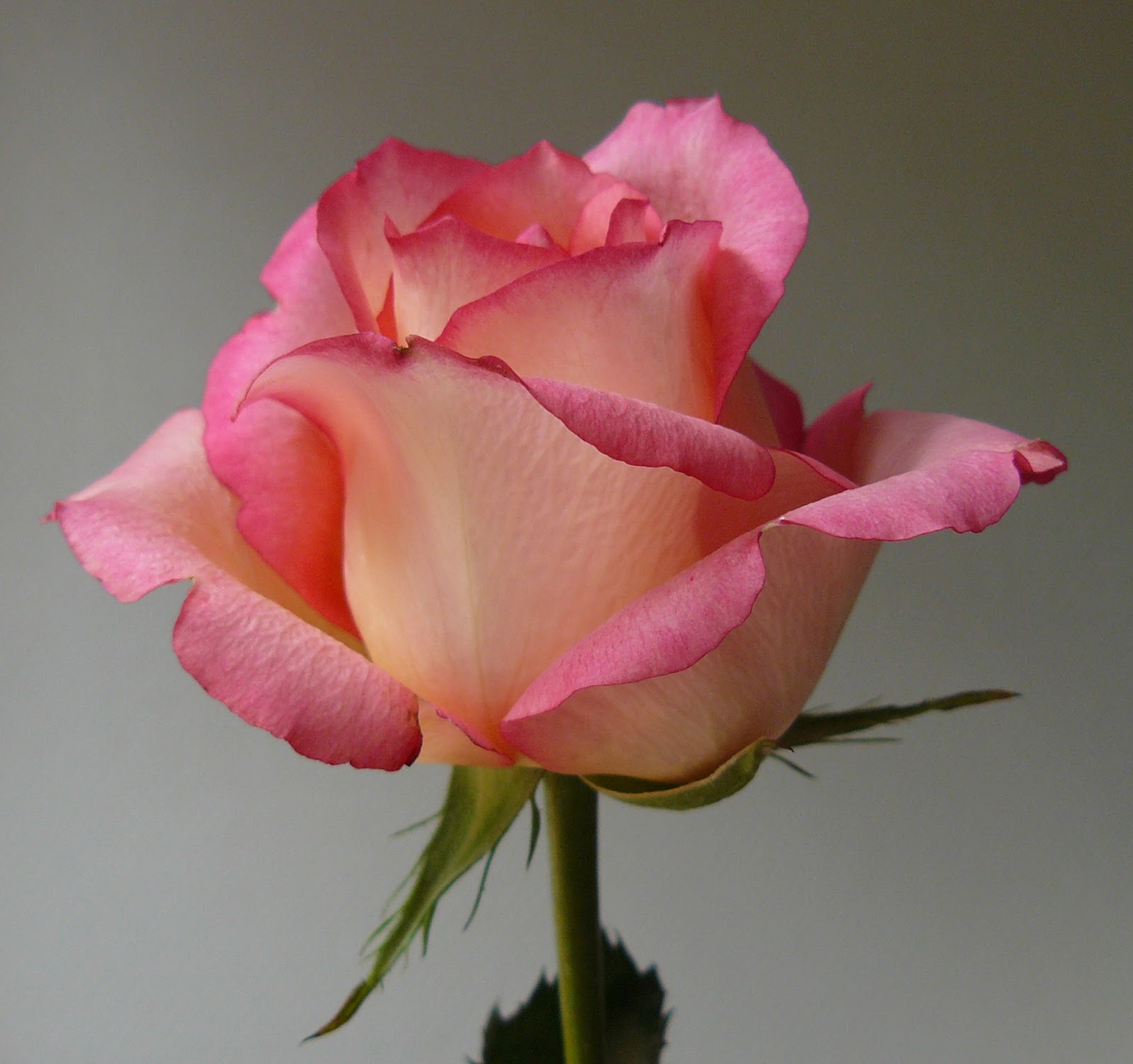 Pieniä timantteja: Ruusu Sinulle