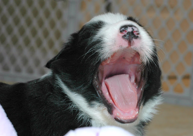 10 Puppy Teething Survival Tips and Best Solutions