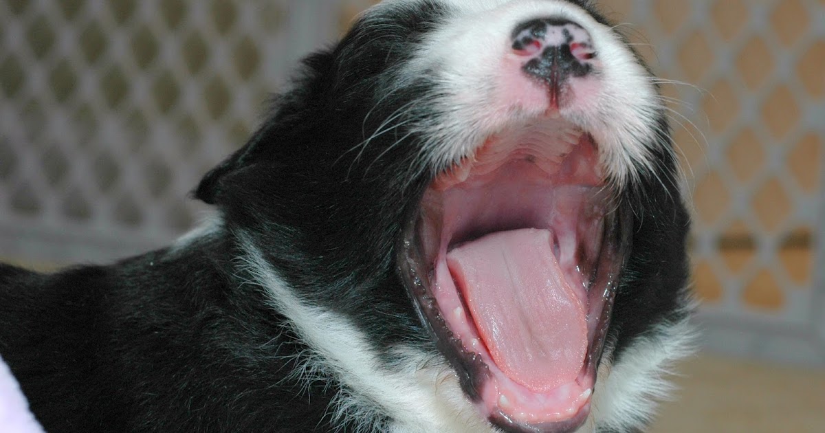 What Are The Symptoms Of Puppy Teething