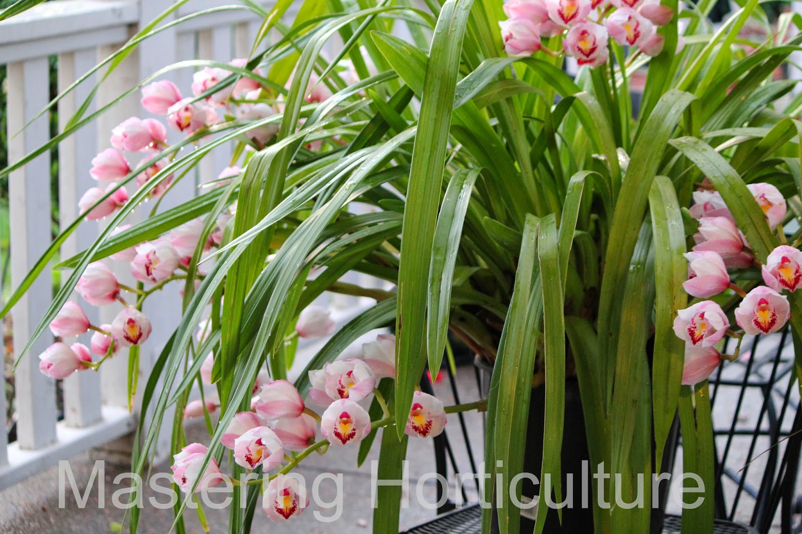 Mastering Horticulture: Re-potting and Dividing Cymbidium - Again