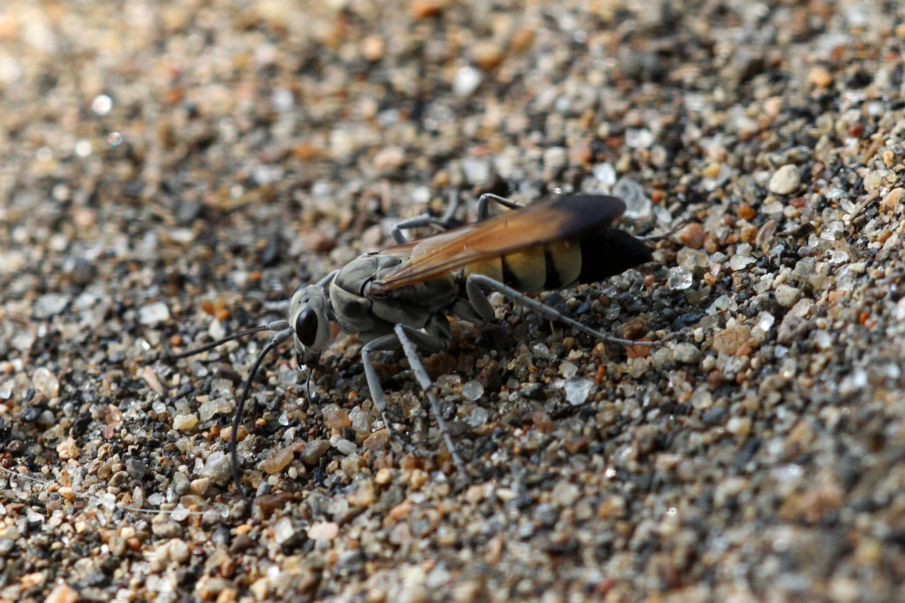 Catalogue of Organisms: Pompilus: Spider Wasps of the Dunes