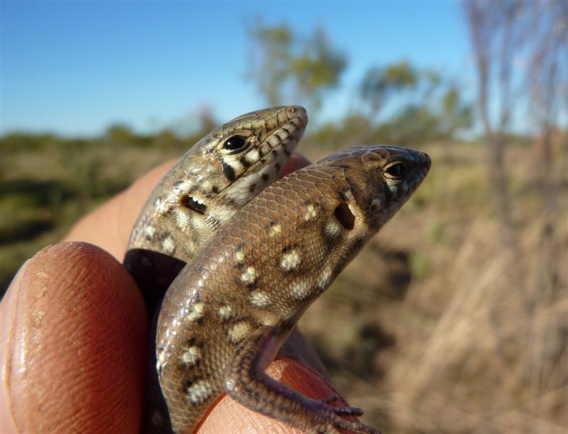 WA Zoologist: Back To Paradise