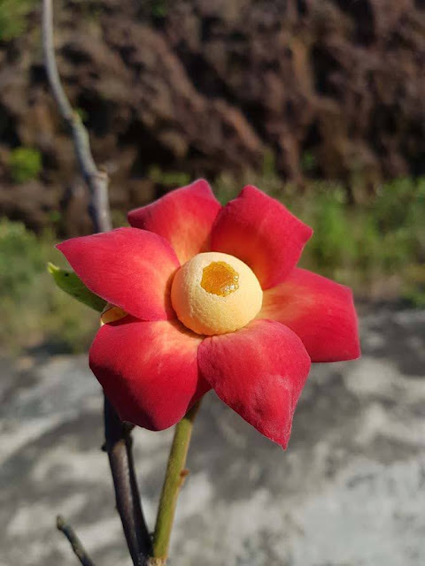 Uvaria grandiflora Roxb. ex Hornem.