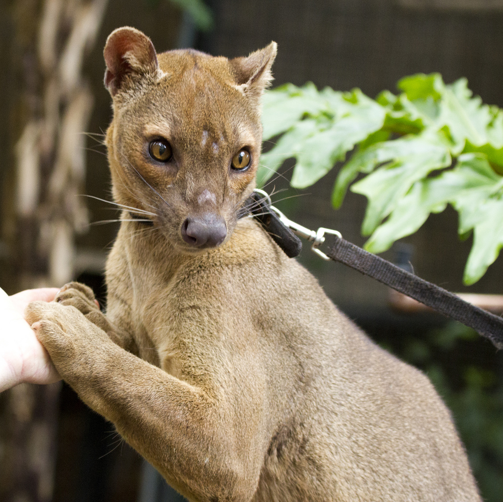 Animals and Stuff: The Fossa! The Fossa Are Attacking!