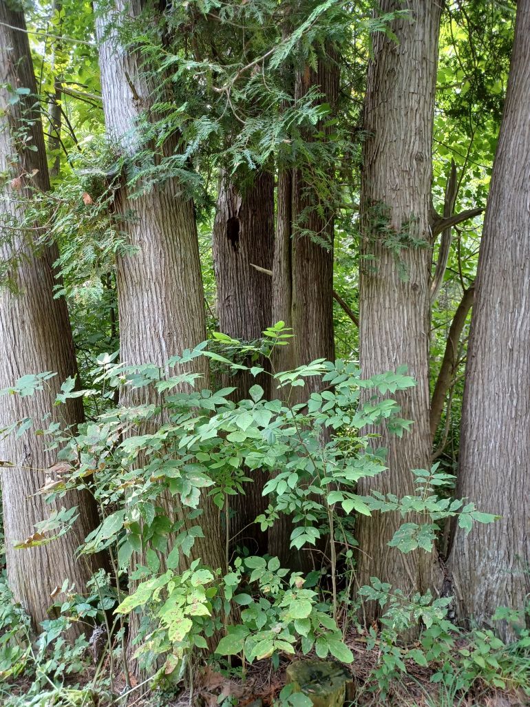 Future Plants by Randy Stewart: Thuja - Arborvitaes