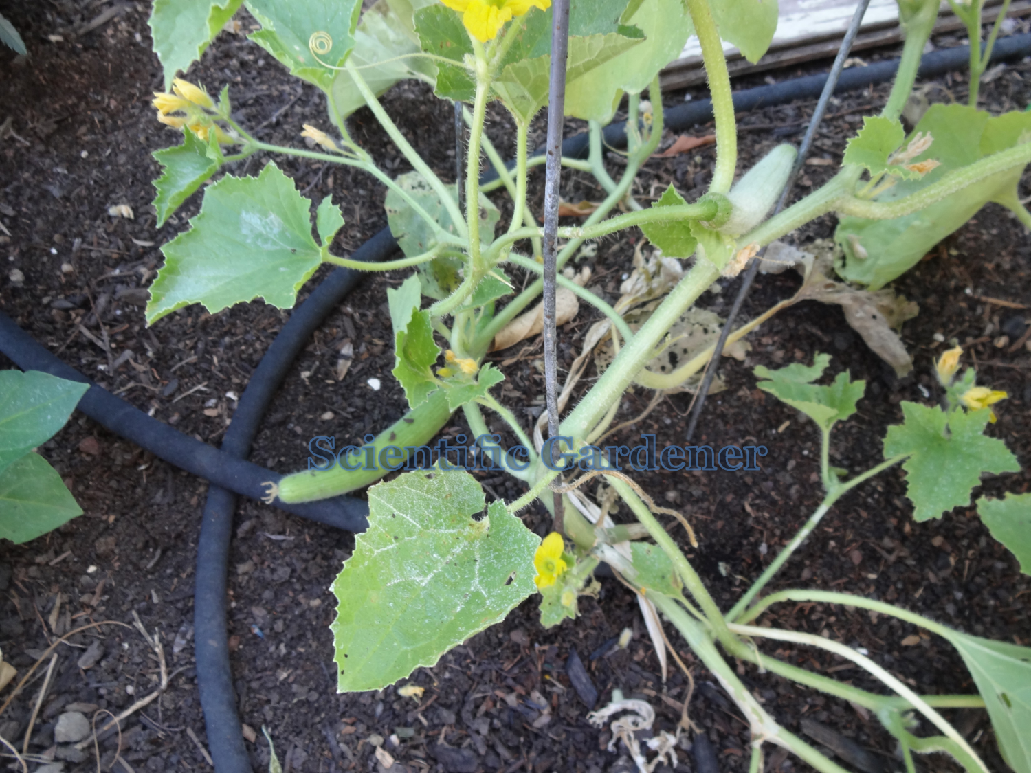The Scientific Gardener: 2018 Dark Armenian Cucumber