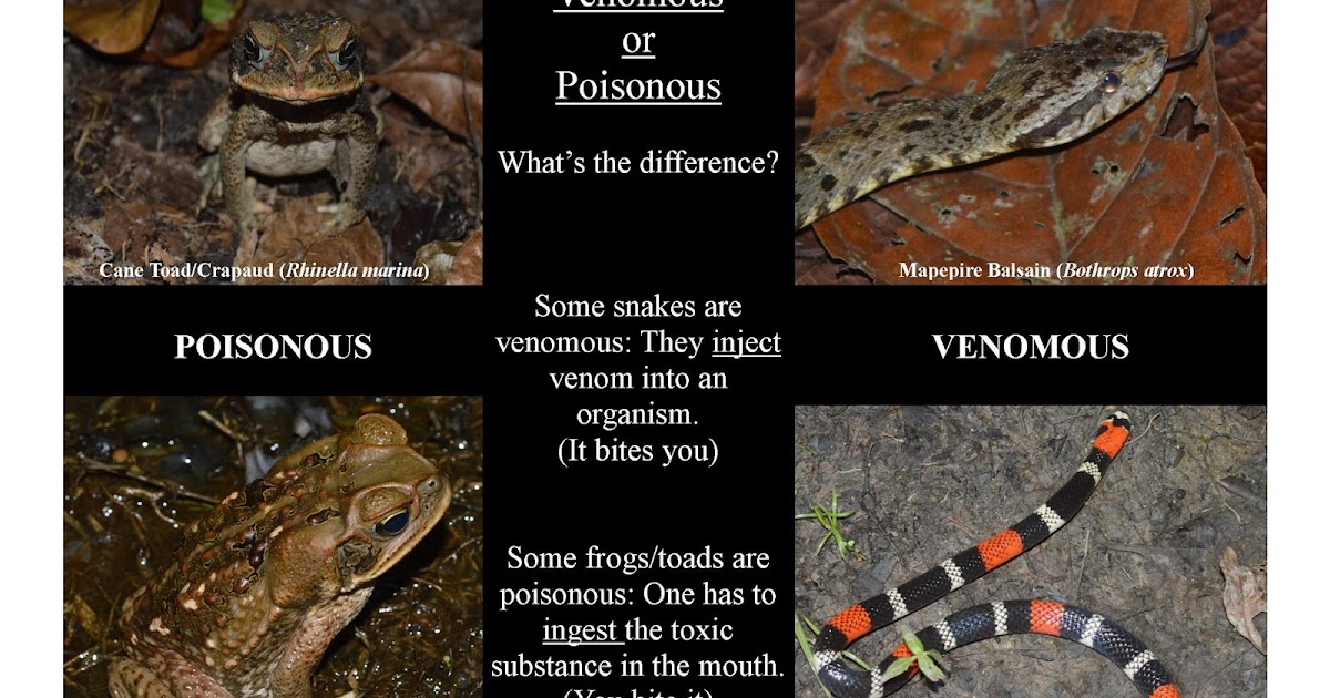 The Herpetology of Trinidad and Tobago: Venomous vs Poisonous ...