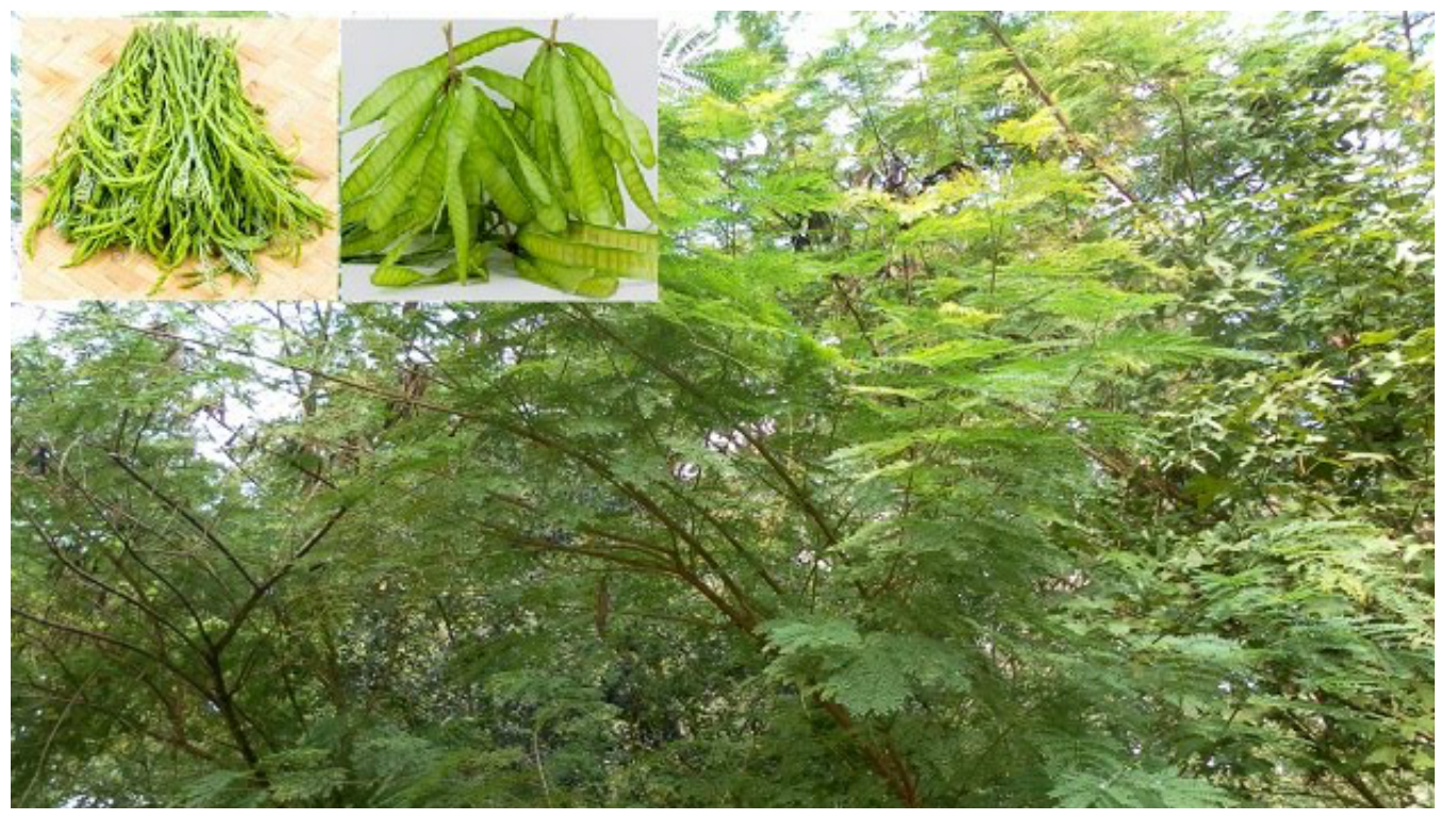 YOU WOULDN'T BELIEVE THIS!!! IPIL IPIL (LEAD) TREE CAN DO WONDERS FOR ...
