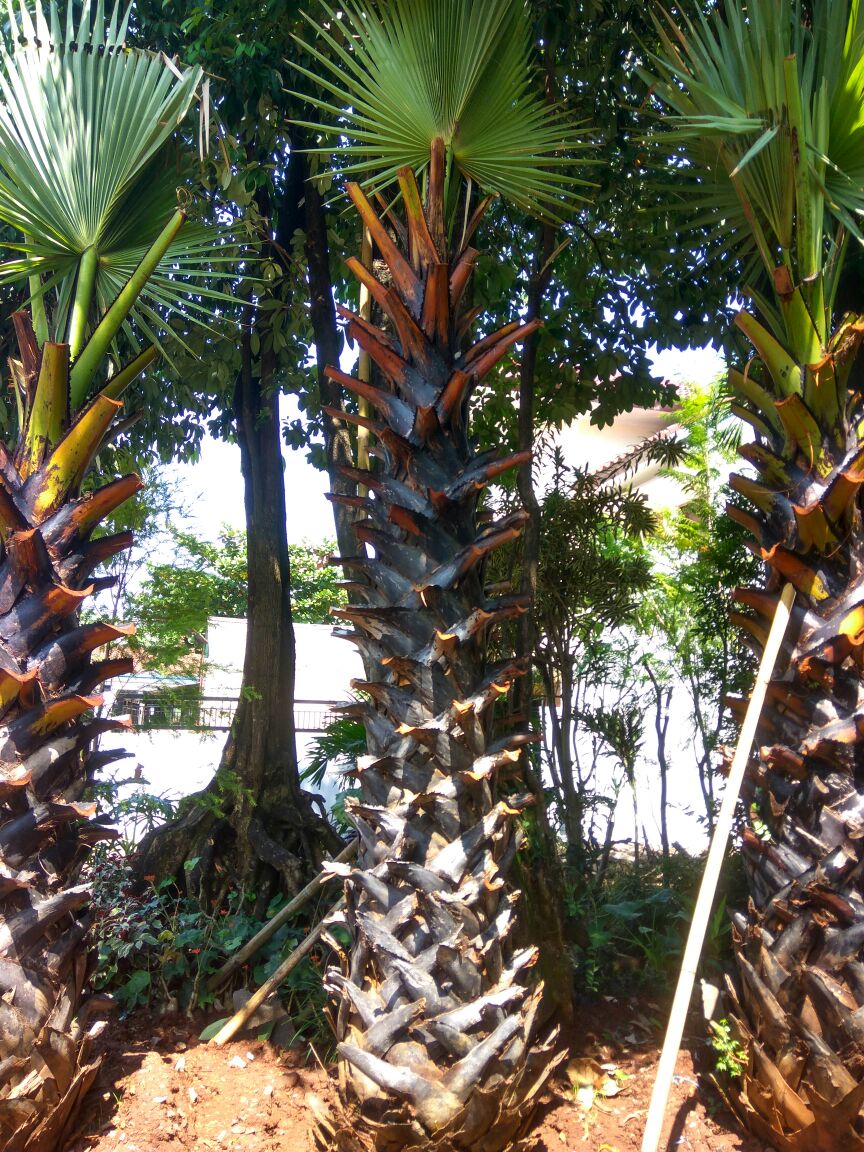 Jual Pohon Lontar Murah | Pohon Siwalan CS : 082210941701 - Pusat ...