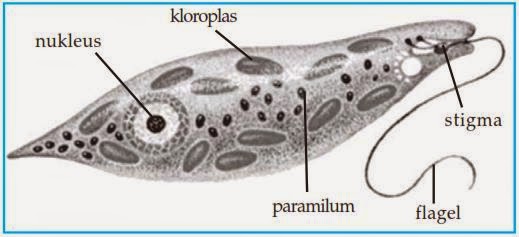 Penjelasan Mengenai Euglenophyta (Ciri-ciri, Bentuk, Dan Cara ...