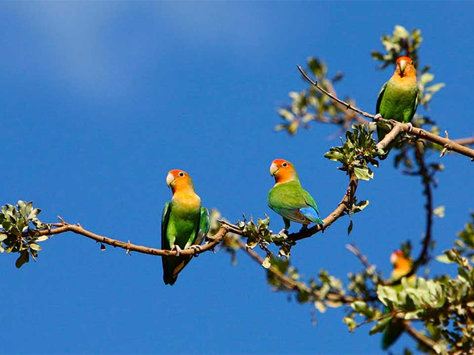 Lovebird | Beautiful, Social and Affectionate Pet Bird
