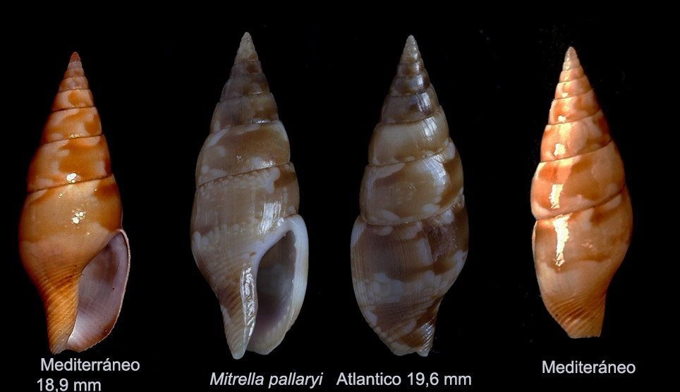 MALACOLOGÍA MEDITERRÁNEA: Columbella y Mitrella