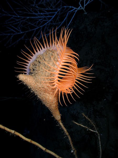 Just Another Static Heart: Animal Fun Fact: The Venus Flytrap Sea Anemone
