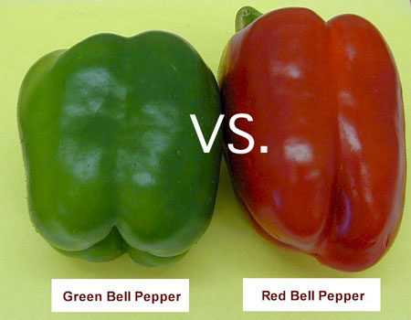 Long Green Pepper | Siling Haba - Bell pepper as known as Sweet pepper