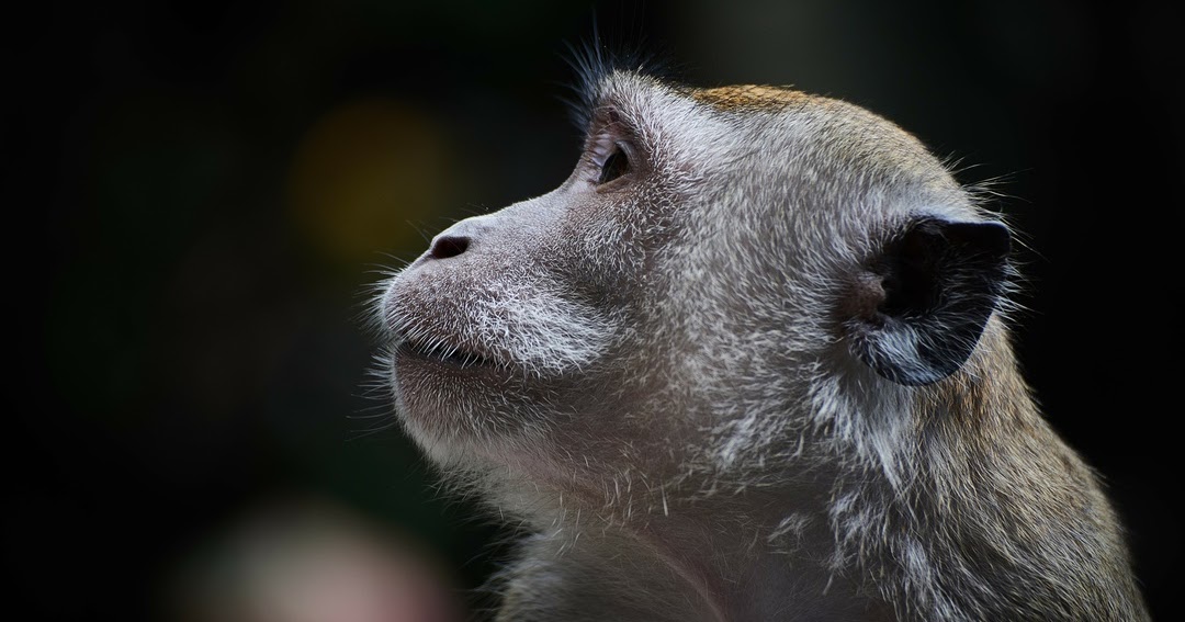 PEOPLE ACT LIKE MONKEYS