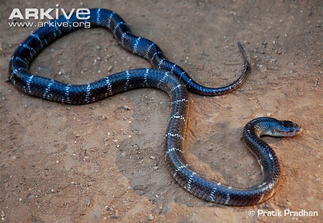 Top 10 Deadliest Snakes In India - TOP 10 Of India