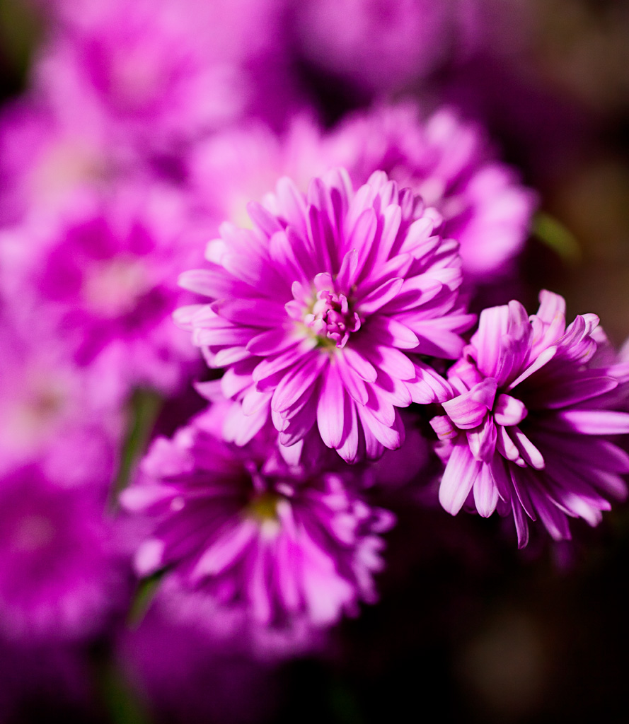 Pasar Bunga Kayoon / Kayun - Surabaya