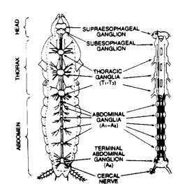 Morphology and anatomy of cockroach|Roaches