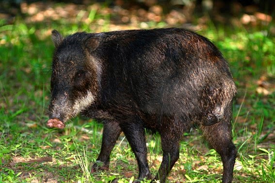 Projeto interdisciplinar #abraceobrasil - Cuidando do que é nosso - 6o ...