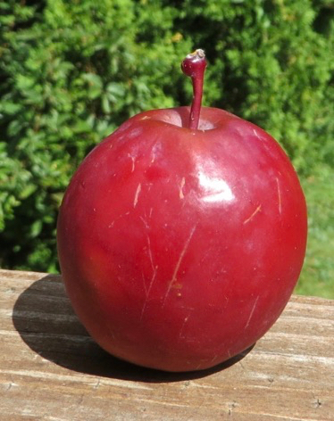 Seeing Red - Adam's Apples