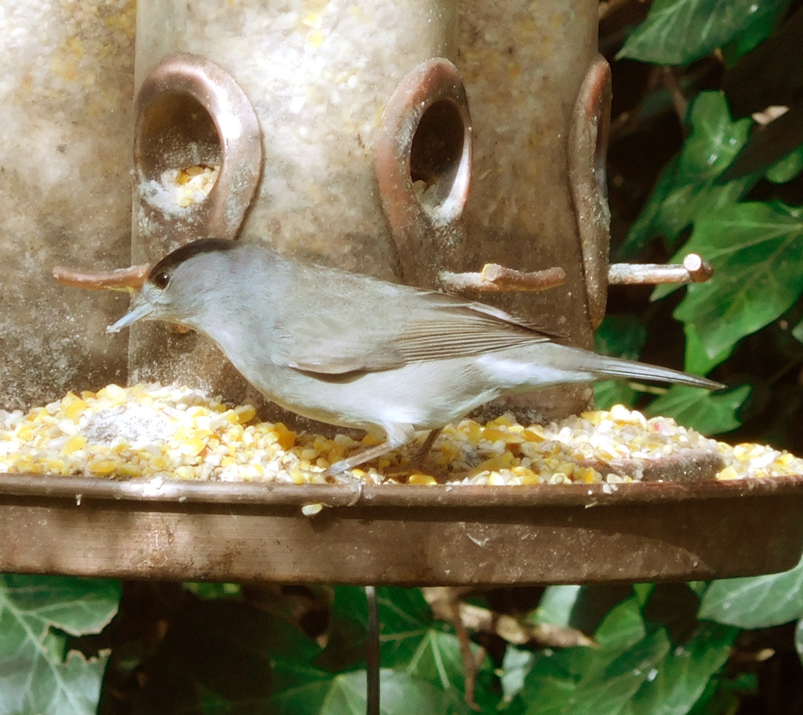 MERSEA WILDLIFE: BASKING ADDER