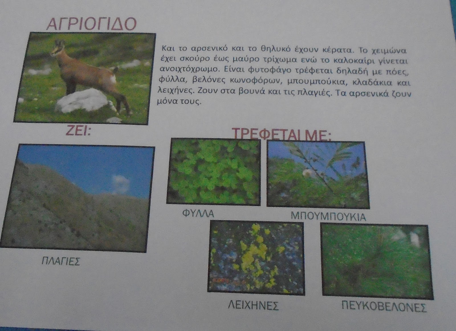 5 ΝΗΠΙΑΓΩΓΕΙΟ ΚΑΛΑΜΑΤΑΣ : ΗΜΕΡΑ ΤΩΝ ΖΩΩΝ