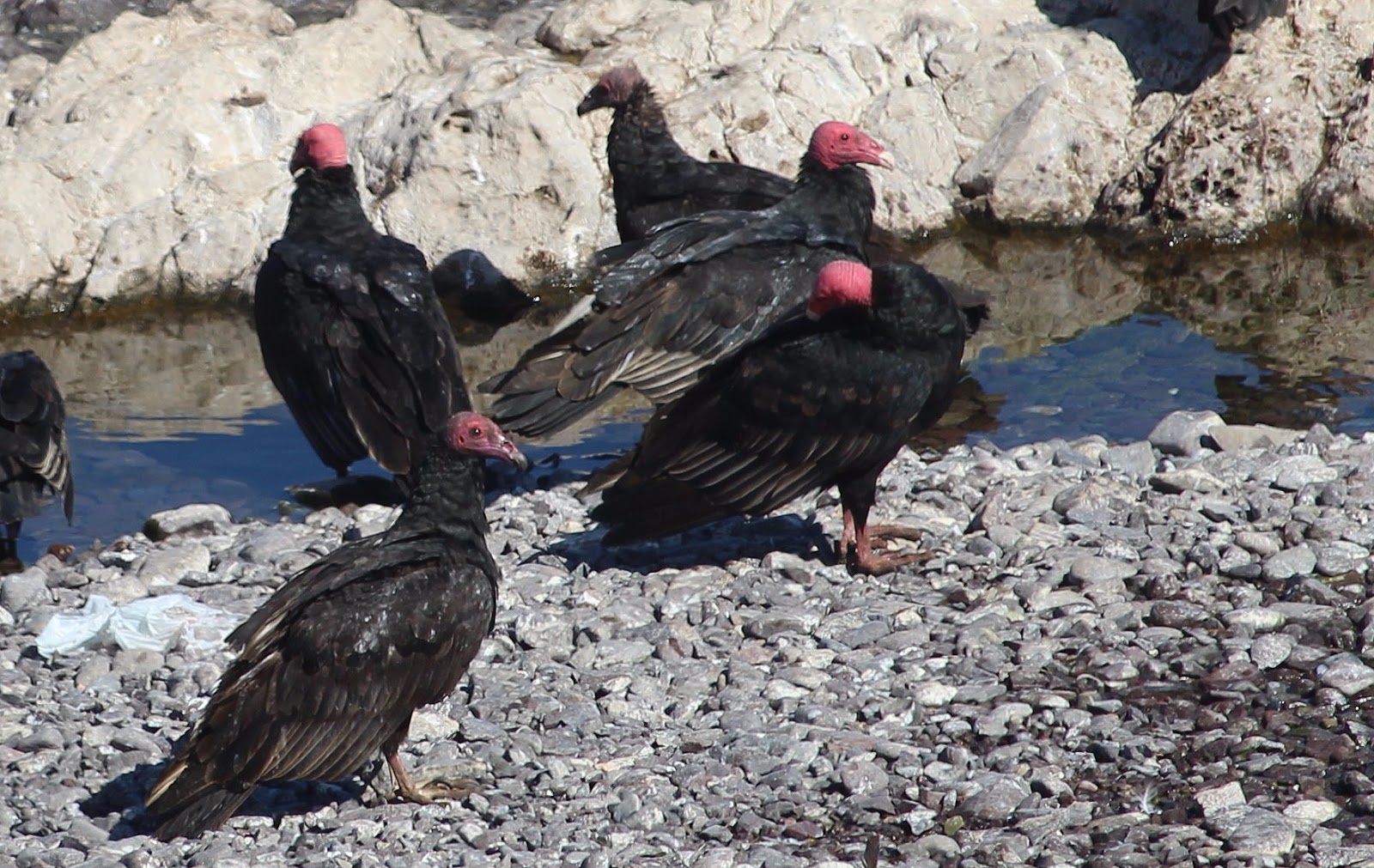 Caminantes del Desierto: NUESTRA AVE CARACTERÍSTICA. EL JOTE CABEZA ...