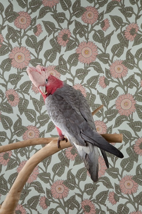 My Owl Barn: Claire Rosen Creates Optical Illusion By Photographing ...