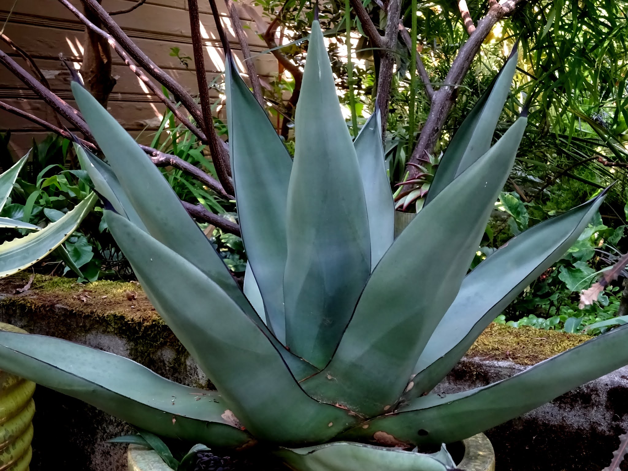 danger garden: It's National Agave Day!