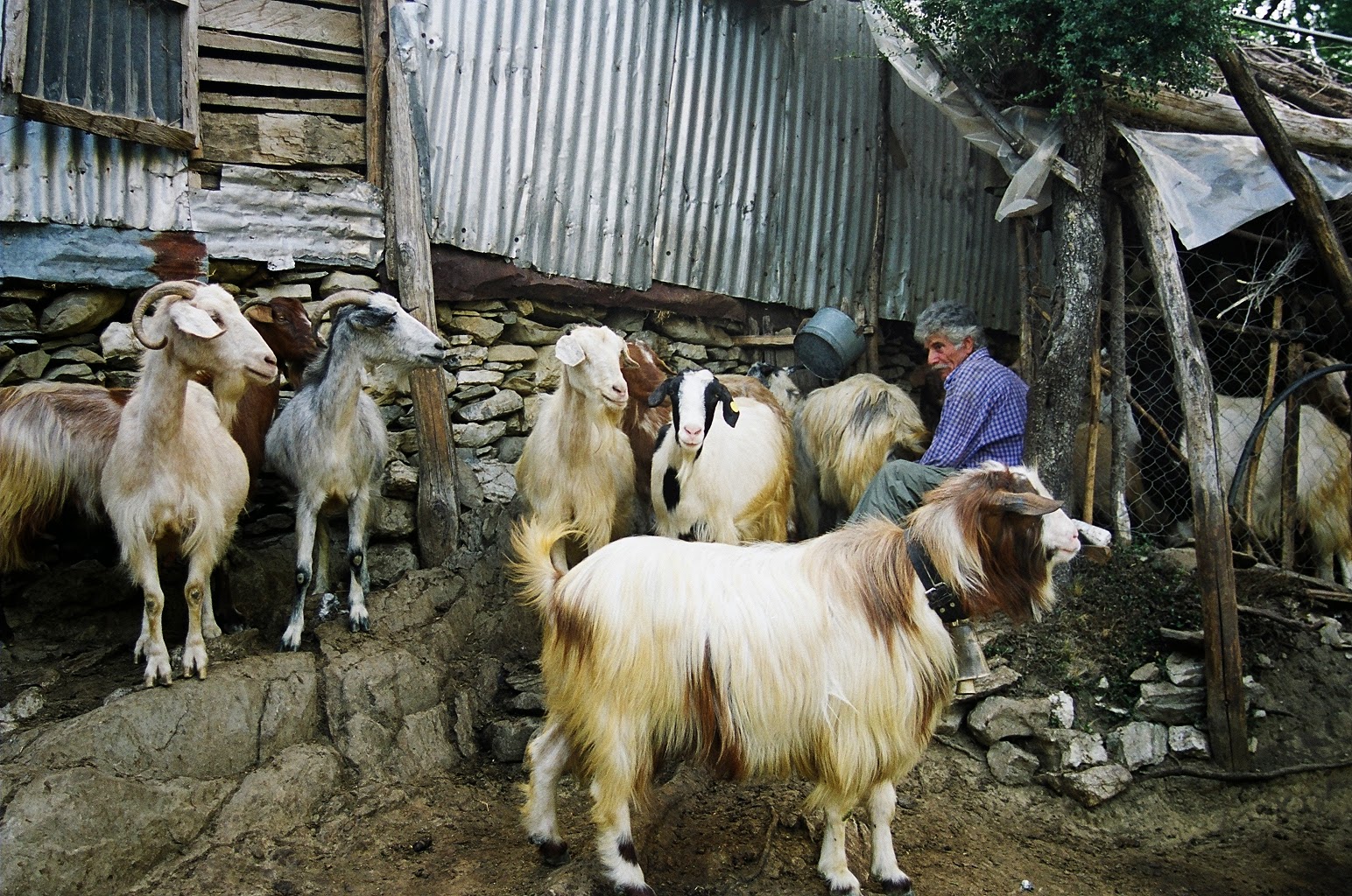 actimon: Η ΚΤΗΝΟΤΡΟΦΙΑ ΣΤΗΝ ΑΡΓΙΘΕΑ