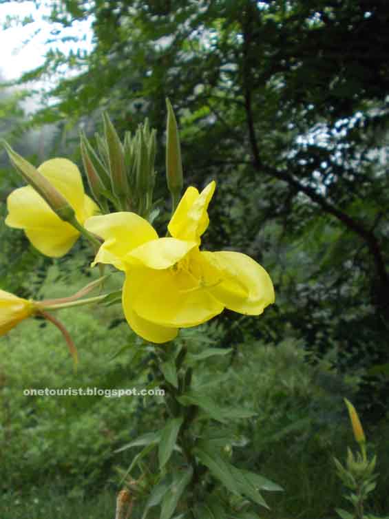 Dalhousie,, Flowers and photography , फूलो के फोटो,डलहौजी | TravelUFO ...