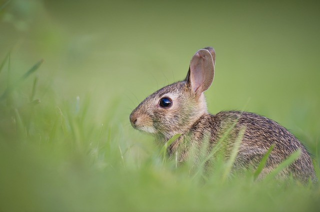 10 interesting facts about rabbits | Facts About All