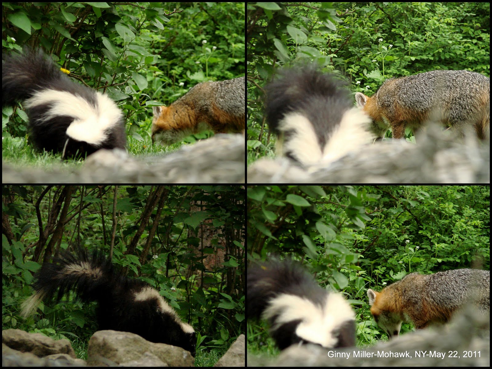 Photography By Ginny: Gray Foxes-Males And Females-Skunk-May 22, 2011