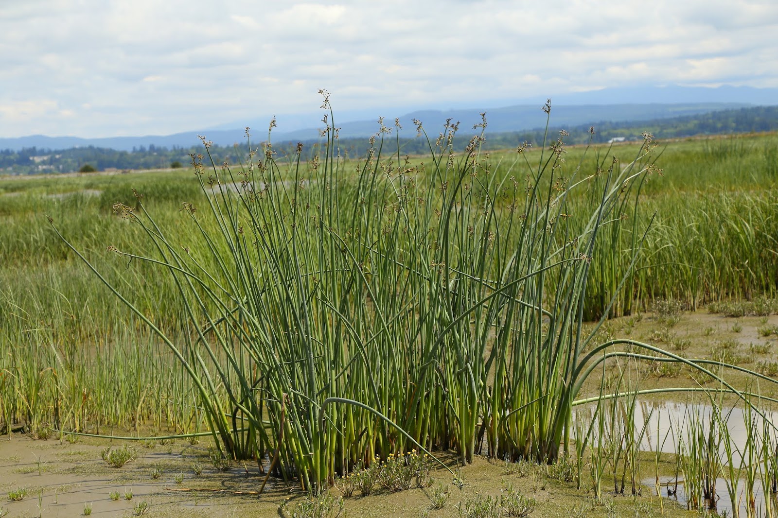 Wild Harvests: How to Eat a Bulrush