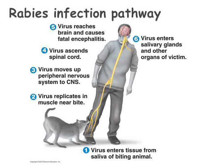 Social Epidemics: The Rabies Virus by Sam Rieche