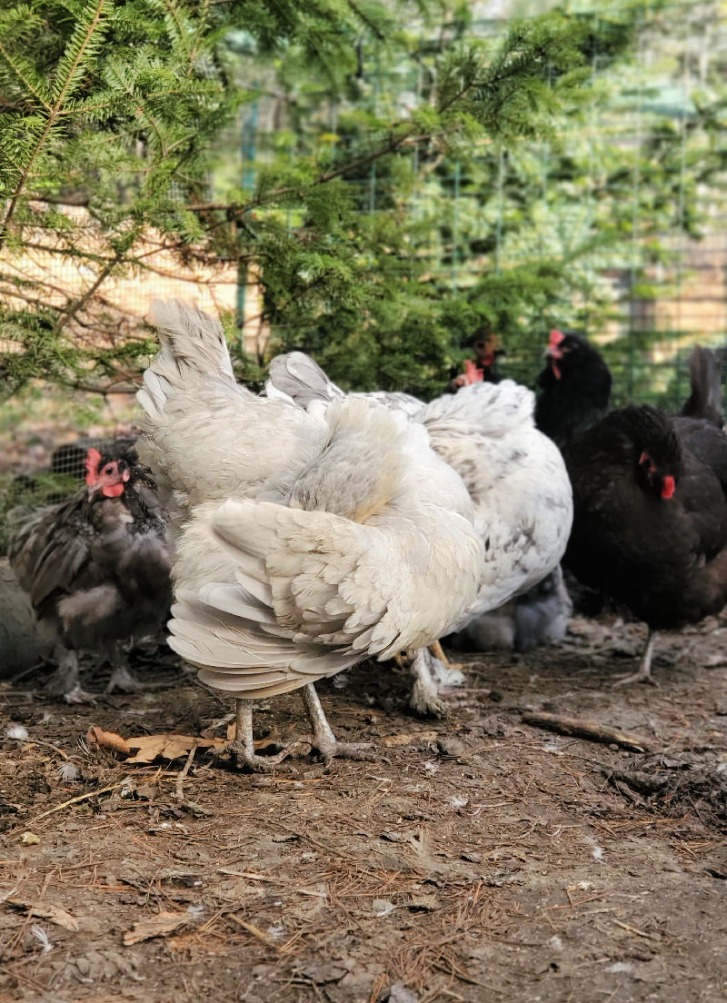 Poultry Mites | Natural Prevention and Treatment for your Chickens ...